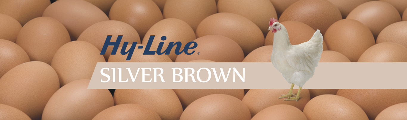 Hy-Line Silver Brown: The World's Most Prolific Egg Layer